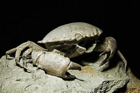 Crab Fossil Harpactoxanthopsis Photograph By Millard H Sharp Fine Art America