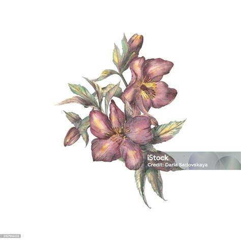 수채화로 만든 봄꽃의 구성 헬레보어 겨울 장미 흰색 배경에 클립아트 복고풍 스타일의 수제 식물 그림입니다 엽서 직물 템플릿 0명에 대한 스톡 벡터 아트 및 기타 이미지