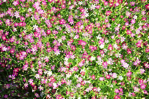 Gypsophila