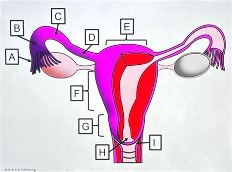 Solved Match The Following Chegg Com