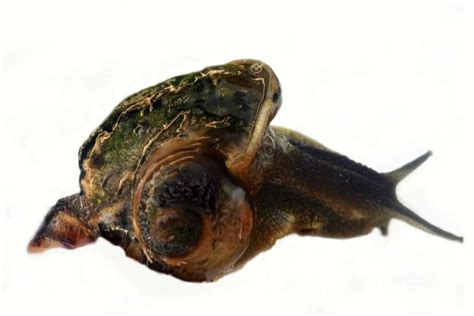 Can Snails Live Without Their Shell Shrimp And Snail Breeder