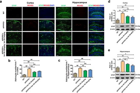 Tan Iia Suppresses Astrocytic Activation In App Ps1 Mice A Download Scientific Diagram