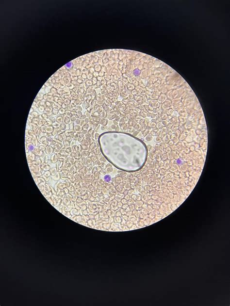 Microscope Cell Cluster Rmicroscopy