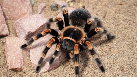 300 Free Tarantula And Spider Images Pixabay