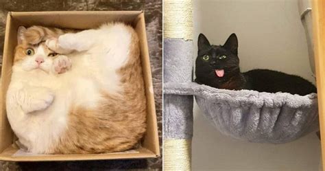People Share Photos Of Their Hilariously Malfunctioning Cats 14 Pics Stubborn Cat