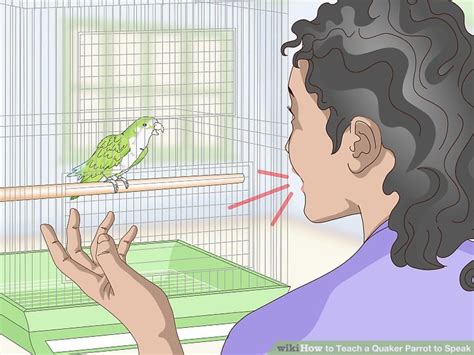 How To Teach A Quaker Parrot To Speak 10 Steps With Pictures