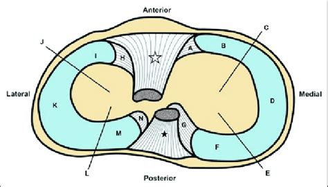 Location Of Meniscal Segments Acl White Star Pcl Black Star A