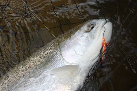 Fishgazm Steelhead Jigs