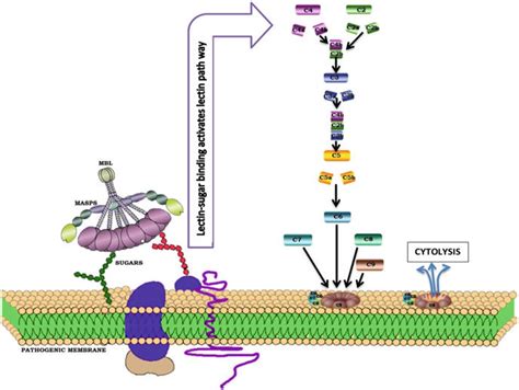 1 Mechanism Of Action Of Lectin On Pathogens Adapted From Elumalai Et Download Scientific