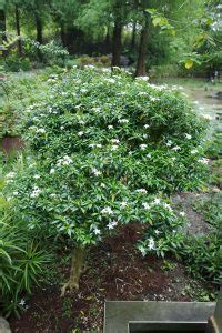 珍珠馬茶花 菁芳園綠生活