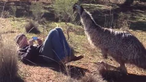 Emu Tries To Have Sex With Backpacker The Courier Mail