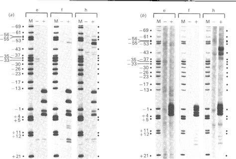 Figure 5 From The Organization Of Open Complexes Between Escherichia Coli Rna Polymerase And Dna