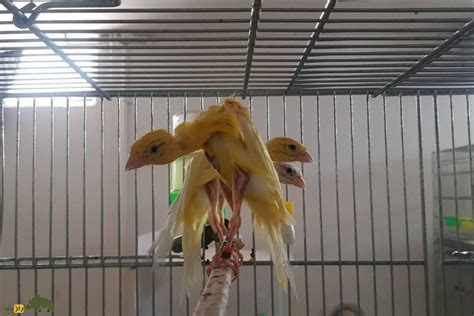 قناری جیبر ایتالیایی؛ قناری با چهره‌ای زشت، گردنی کج و پا و شکمی برهنه