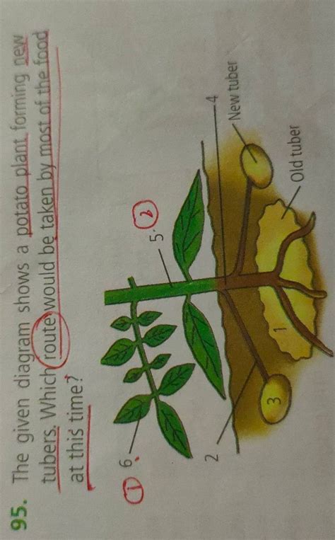 95 The Given Diagram Shows A Potato Plant Forming New Tubers Which Rout