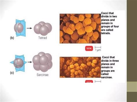 Bacterial Taxonomy And Classification Pdf