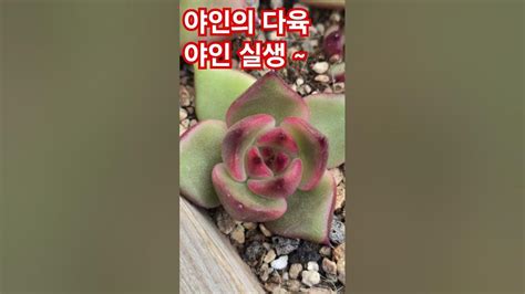 하루 마무리 잘 하시고 꿀잠요~ 임영웅 파종이 실생 다육 다유기 다육이 다육식물 반려식물 다육판매 다육이판매 다육이키우기 다육인스타그램 매혹이 청주