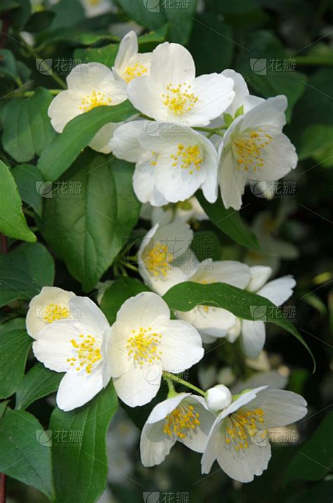 特写 仅一朵花 茉莉 自然 垂直画幅 公园 无人 夏天 花 摄影