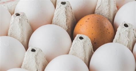 갈색 달걀 Vs 흰색 달걀 건강에 더 좋은 달걀은