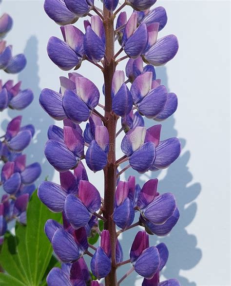 Lupinus Polyphyllus Stock Image Image Of Invasive Flora 280002709