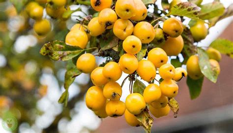 Can You Eat Crab Apples A Guide To Wild Apple Safety