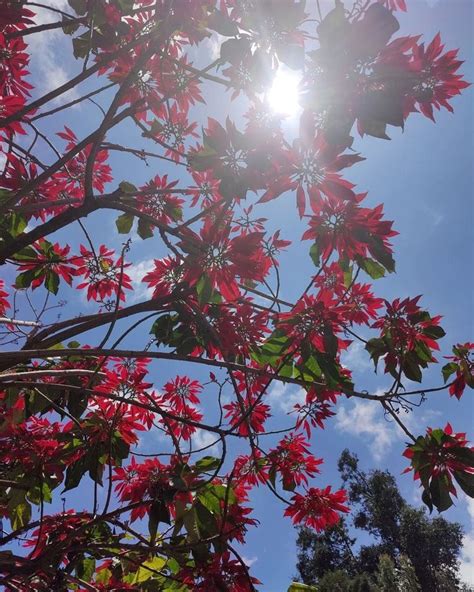 Aesthetic Tree And Sky Calming Nature Beauty