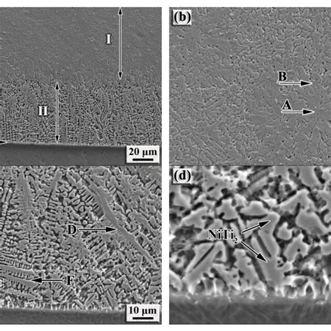 Sem Images Showing The Microstructure Of The In Situ Synthesized