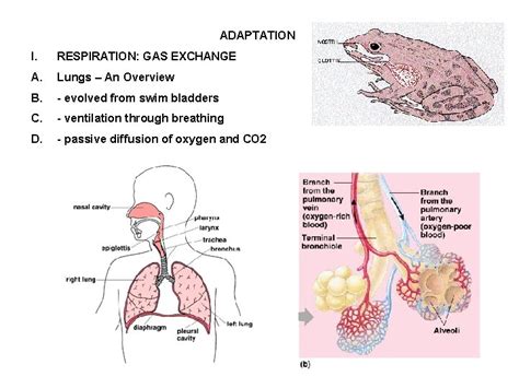 Adaptation Vertebrates Have Evolved Traits For Higher Metabolic