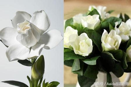梔子花花期養護 注意事項有哪些 每日頭條
