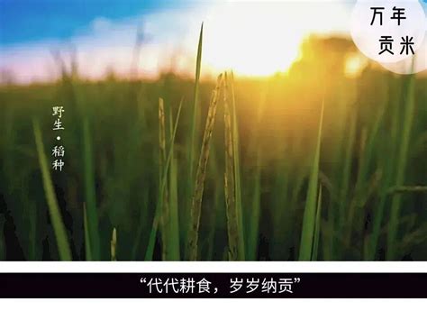 【生态鄱阳湖 绿色农产品】贡米之乡 “谷”韵悠长产业化生产万年县