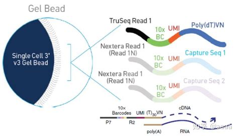 单细胞测序 知乎