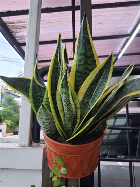 Lidah Mertua Perkebunan Di Carousell