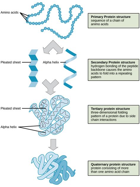 Protein Structure Introductory Chemistry
