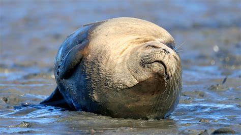 Relaxed Harbor Seal Basking In Sunlight On California Shore · Free