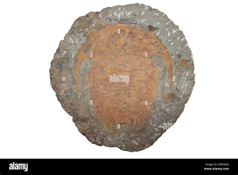 Animaux Paléozoïques Banque Dimages Détourées Alamy