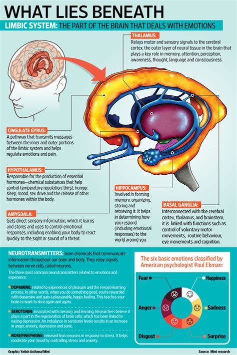 Limbic System And Emotion