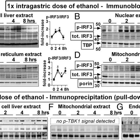 Pdf Sting Irf3 Pathway Links Endoplasmic Reticulum Stress With Hepatocyte Apoptosis In Early