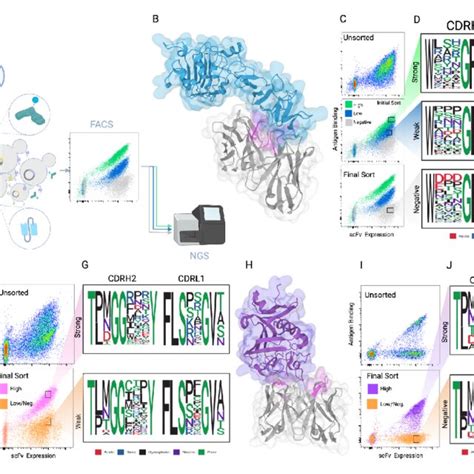 Design And Screening Of Yeast Display Antibody Scfv Libraries A Download Scientific