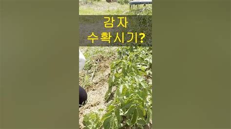 감자 수확 시기는 3가지만 알고 감자 수확하시면 됩니다 Youtube