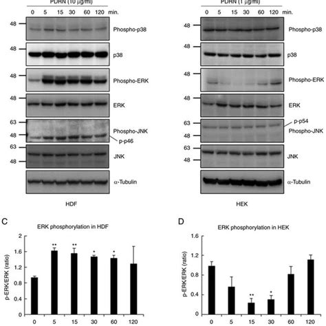 Effects Of Pdrn On Mitogen Activated Protein Kinase Pathway Activation Download Scientific