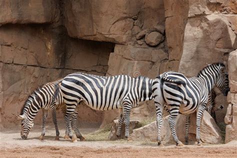 Grant`s Zebras Equus Quagga Boehmi The Smallest Of The Subspecies Of