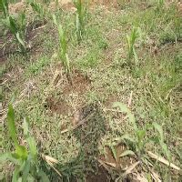 Crop Weed Object Detection Dataset And Pre Trained Model By Srec