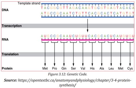 Section Unit 3nucleic Acids Dna Replication And Protein Synthesis