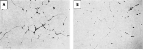 Microstructure Of Aa 6063 A As Cast Ingot B Homogenised Ingot 0 5 Download Scientific