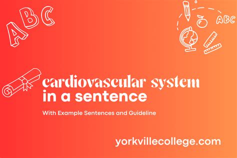 How To Use Cardiovascular System In A Sentence Easy Examples