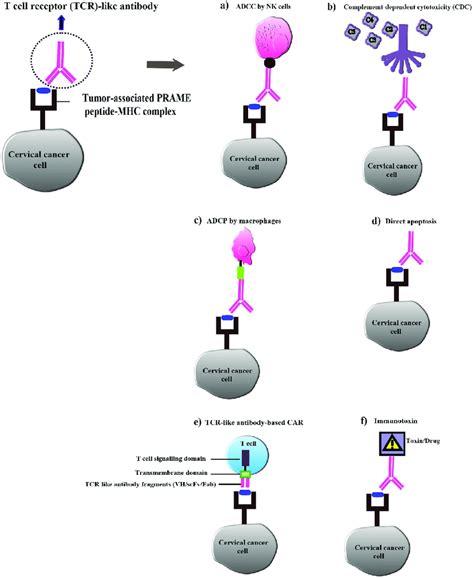 Overview Of T Cell Receptor Tcr Like Antibody Applications In