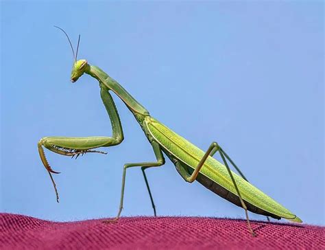 15 Types Of Mantis Mantis Species Facts And Photos