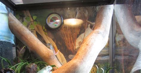 Momcicle Mania Whites Tree Frogs Aka Dumpy Tree Frogs