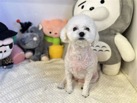 푸들 시루 털빠짐없는브리티쉬숏헤어키우기 털빠짐없는스코티쉬폴드키우기 털빠짐없는러시안블루키우기 털빠짐없는강아지키우기 털빠짐없는고양이키우기 털빠짐없는강아지종류 털빠짐없는고양이종류