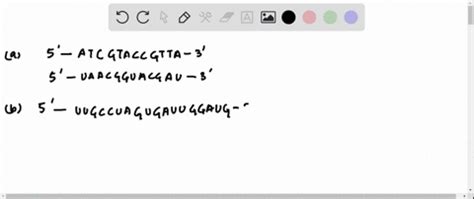 SOLVED A Write The Sequence Of The MRNA Molecule Synthesized From A DNA Template Strand Having