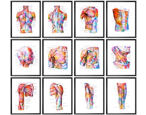 12 Watercolor Anatomy Art Muscular System Posters Muscles Structure Diagram Medical Art Massage